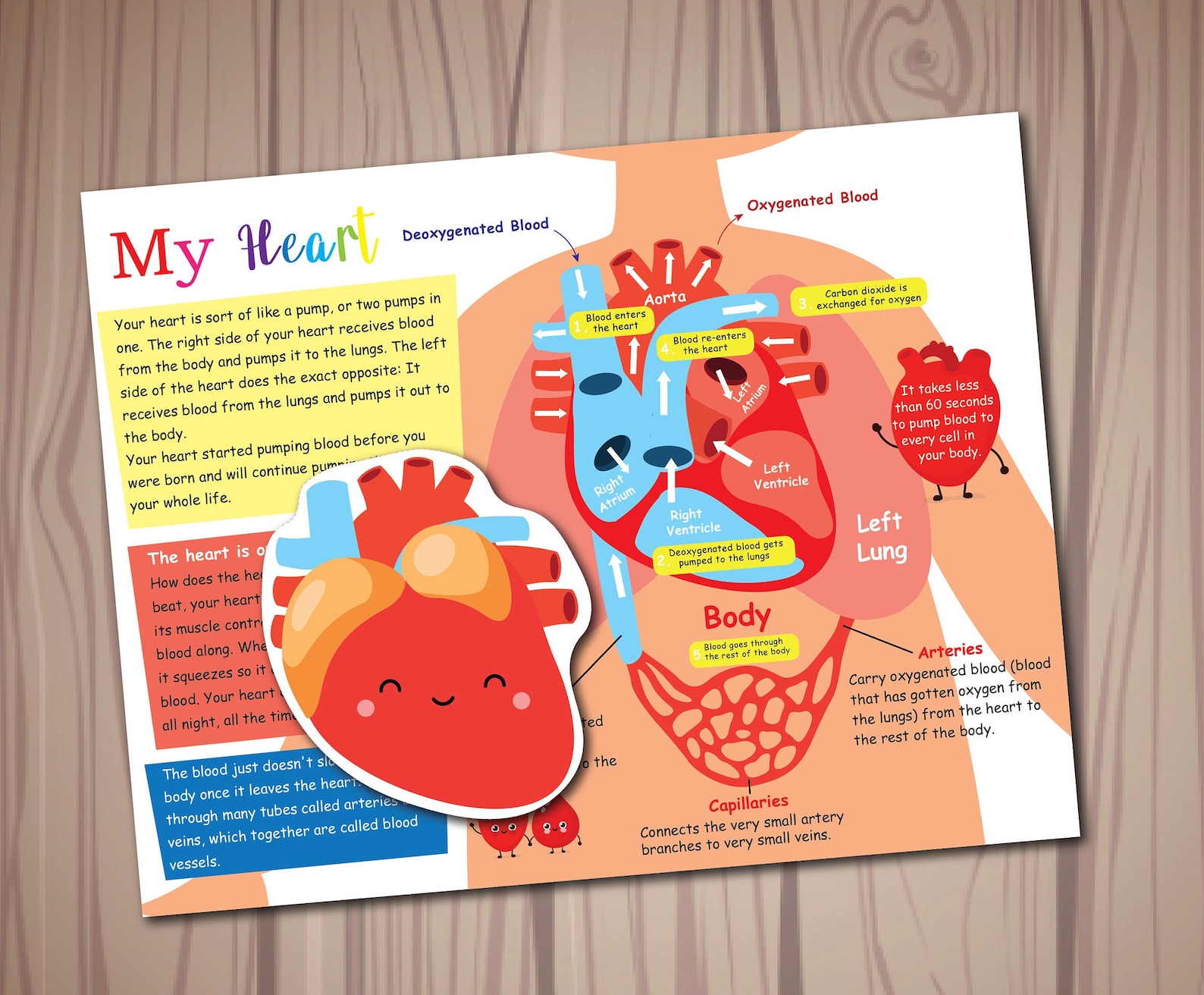 Human Heart Anatomy Activity Kids Circulatory System Anatomy - Etsy