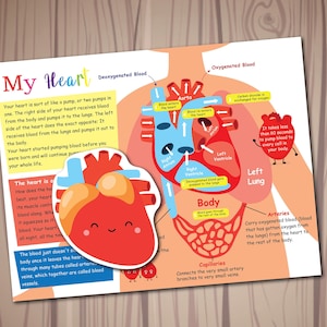 Human Heart Anatomy Activity, Kids Circulatory System, Anatomy Bundle ...