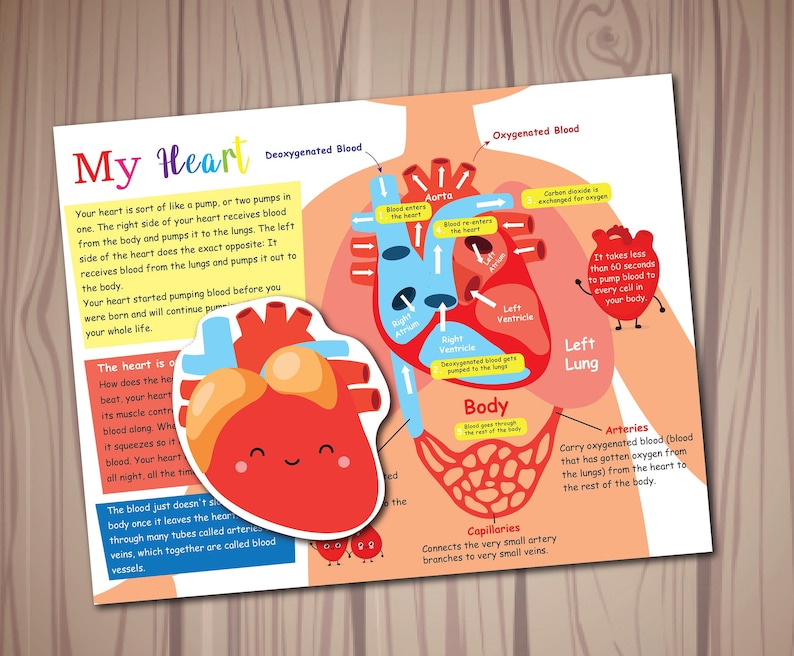 Human Heart Anatomy Activity, Kids Circulatory System, Anatomy Bundle ...