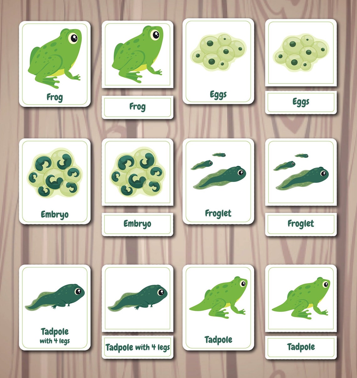 Life Cycle of a Frog Frog Anatomy 3 Part Montessori Cards - Etsy