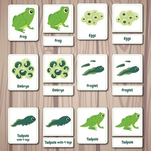 Life Cycle of a Frog Frog Anatomy 3 Part Montessori Cards - Etsy
