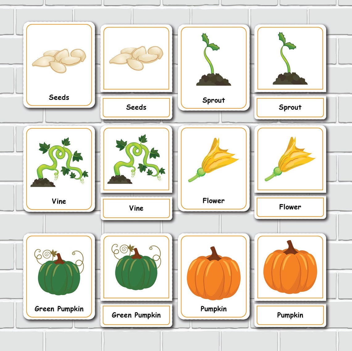 Pumpkin Unit Study Life Cycle of a Pumpkin Pumpkin - Etsy