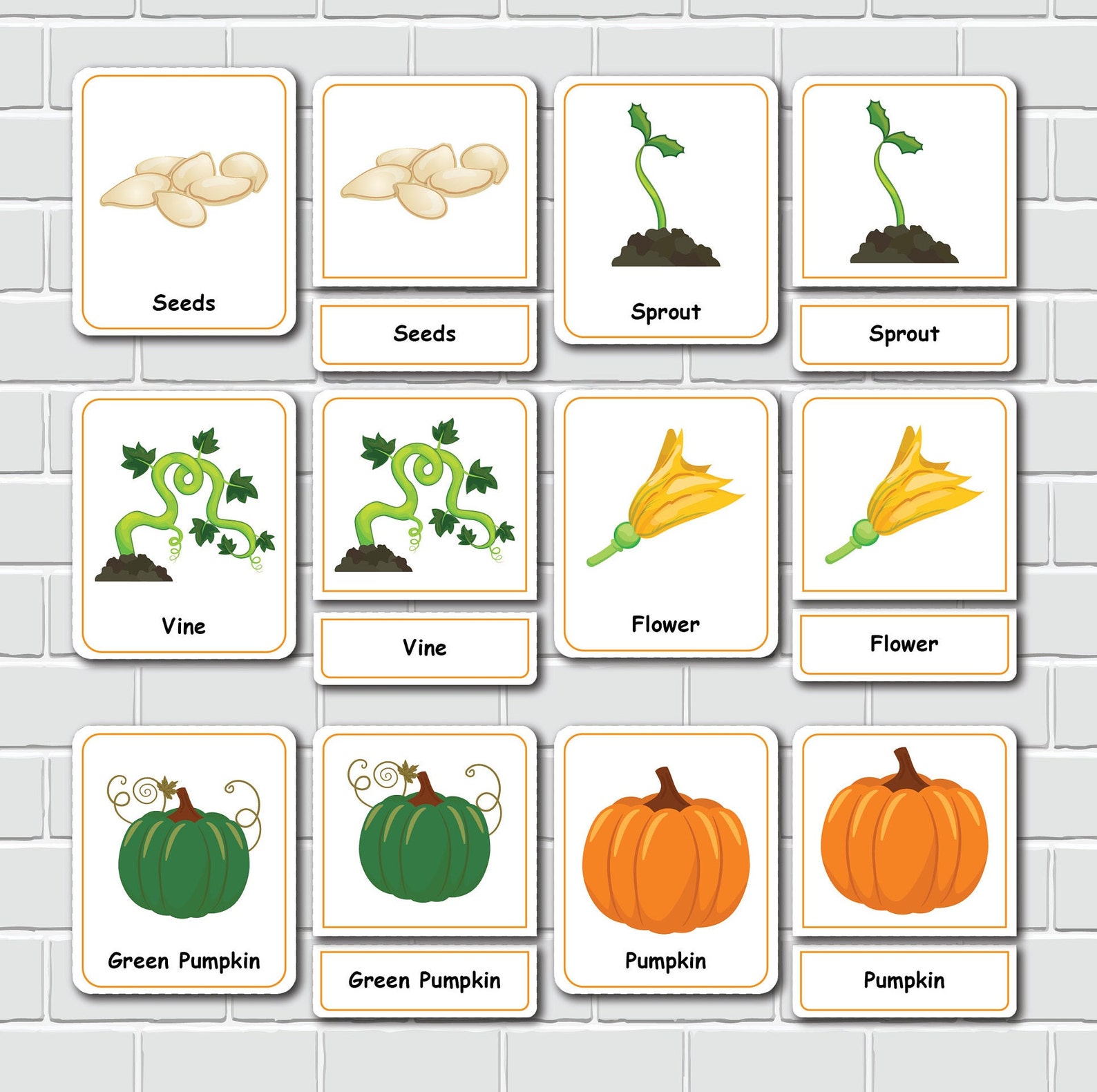 Pumpkin Unit Study, Life Cycle of a Pumpkin, Pumpkin Varieties, Fall ...