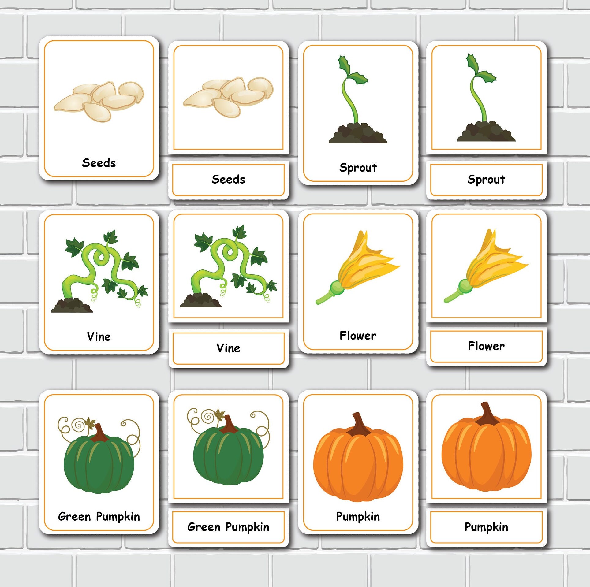 Pumpkin Unit Study, Life Cycle of a Pumpkin, Pumpkin Varieties, Fall ...