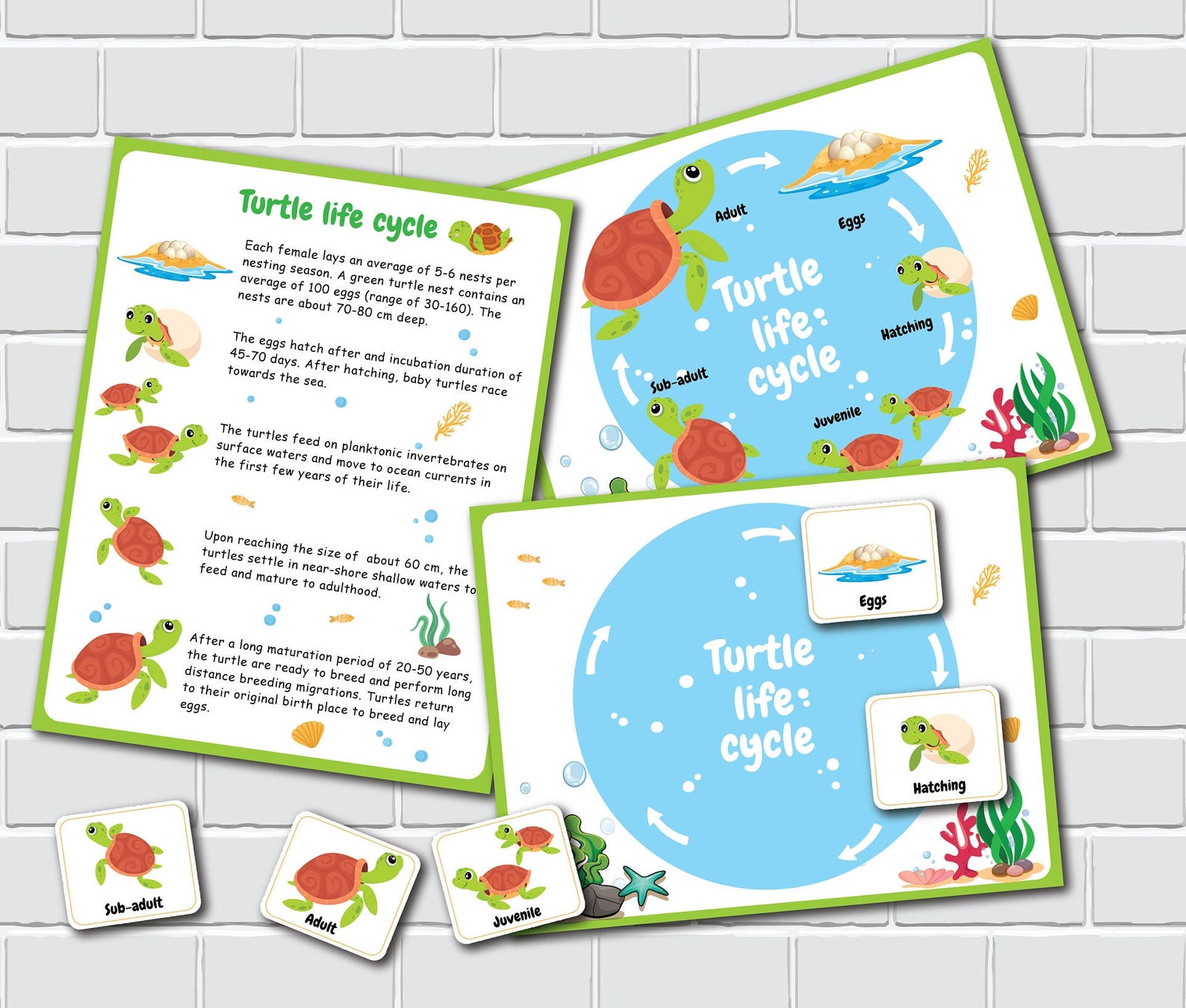 Life Cycle of a Turtle Turtle Anatomy 3 Part Montessori - Etsy