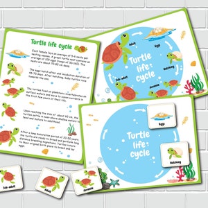 Life Cycle of a Turtle, Turtle Anatomy, 3 Part Montessori Cards, Nature ...