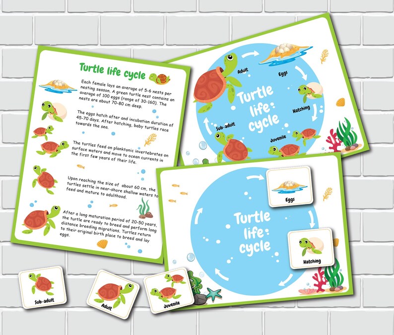Life Cycle of a Turtle Turtle Anatomy 3 Part Montessori - Etsy