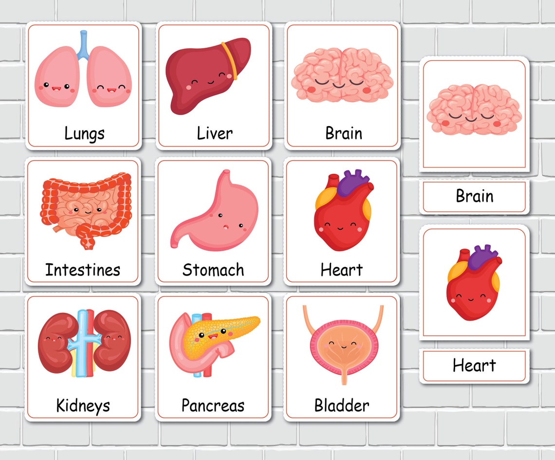 Human Anatomy Printable Activity Homeschool Resource - Etsy