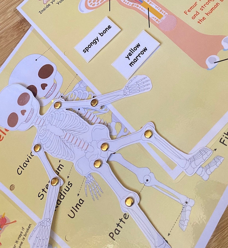 Human Skeleton Anatomy Activity Printable Skeletal System - Etsy