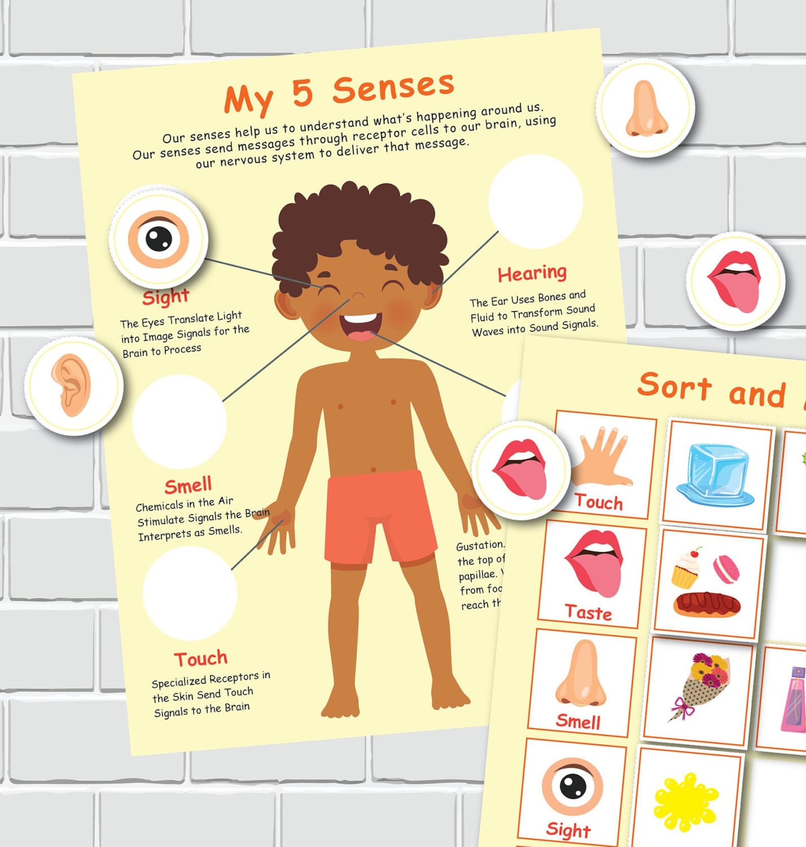 Five Senses Sorting Printable Activity 5 Senses Matching - Etsy Canada