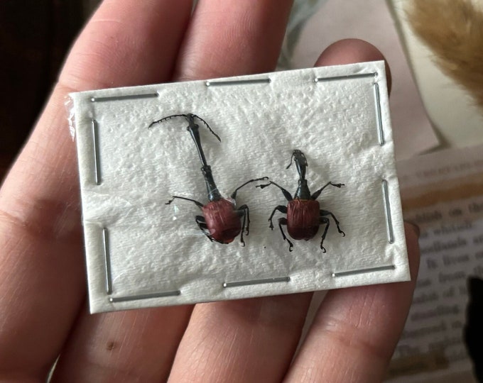 PAIR Giraffe Weevils, Trachelophorus Giraffa PAIRS, Entomology, Real ...