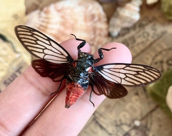 Red Devil Cicada Huechys Incarnata Real Insect Spread - Etsy