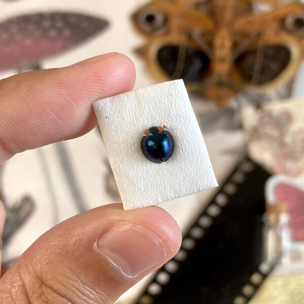 Lady Bug Decor - Etsy