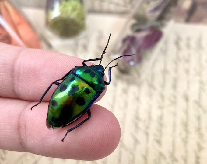 Jewel Bug, Calliphara Nobilis, Arthropoda, Entomology, Insects, Real ...
