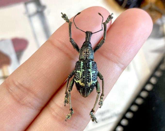 Colorful Weevil Beetle, Rhinoscapha Basilica, Real Weevil Beetle ...