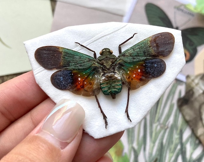 Penthicodes Farinosa Peleng, Lanternfly, One Lanternfly Penthicodes ...