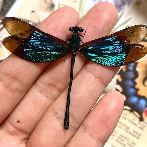 Euphaea Variegata Teal and Violet Glittering Damselfly Real - Etsy