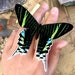 The Green-banded Urania Moth | Urania Leilus | Dry-preserved Specimens ...