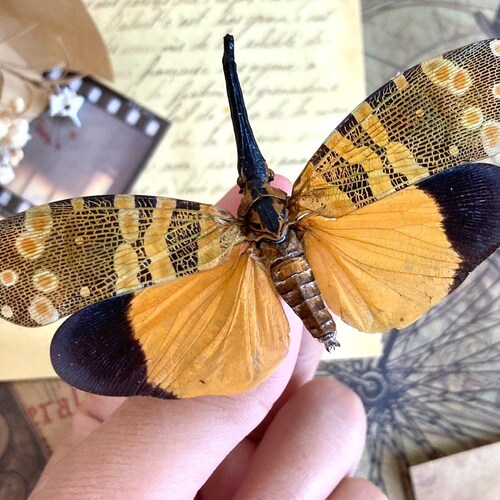 Pyrops Astarte white Unmounted Real Lanternfly - Etsy