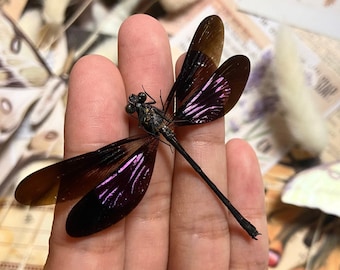 Euphaea Variegata, Teal and Violet Damselfly (A-), Mounted, Spread ...