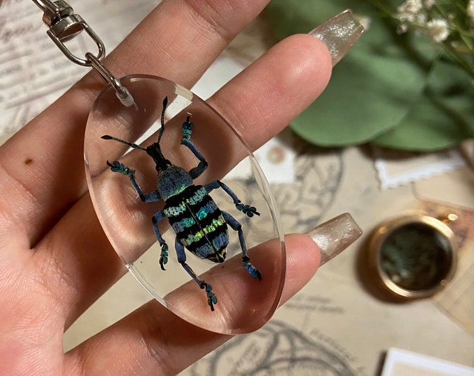 Blue Weevil Beetle Keychain, Eupholus Magnificus, Resin Decor, Beetle ...