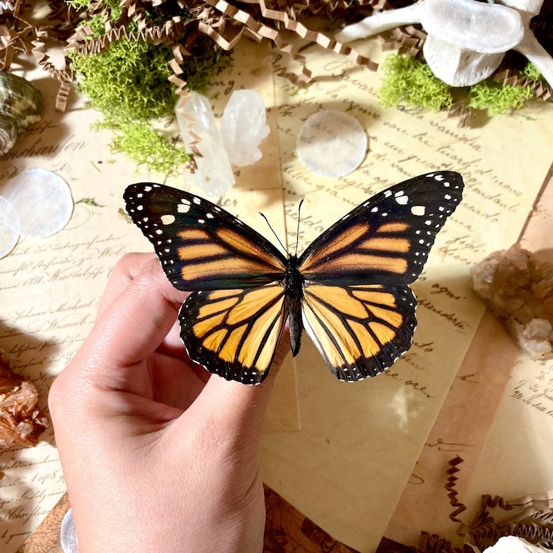Real Monarch Butterfly - Etsy