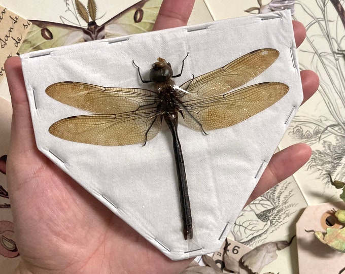 Giant Green Emperor Dragonfly, Anax Gibbosulus, Real Damselfly, Giant ...