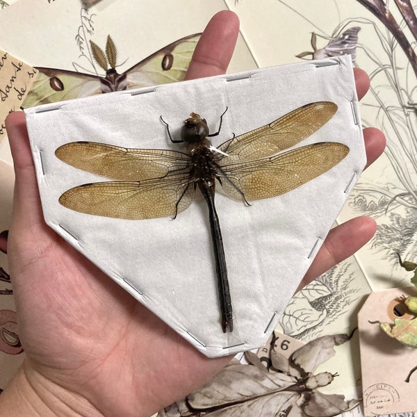 Giant Dragonfly - Etsy