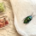 Jewel Bug, Calliphara Nobilis, Arthropoda, Entomology, Insects, Real ...