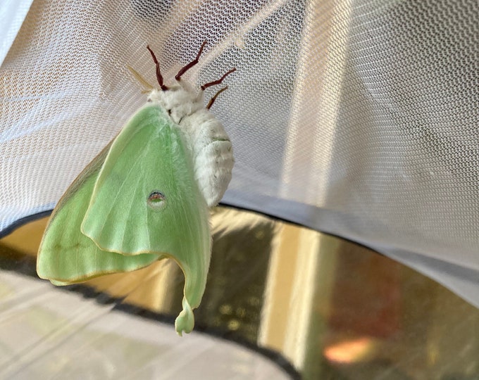 LUNA MOTH A1 to A1- Grade Spring Brood Unmounted Unspread Ex-pupa ...