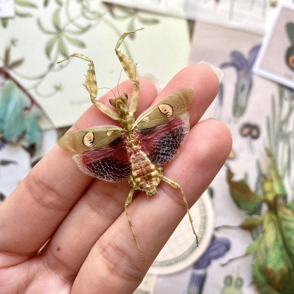 Praying Mantis Pin - Etsy