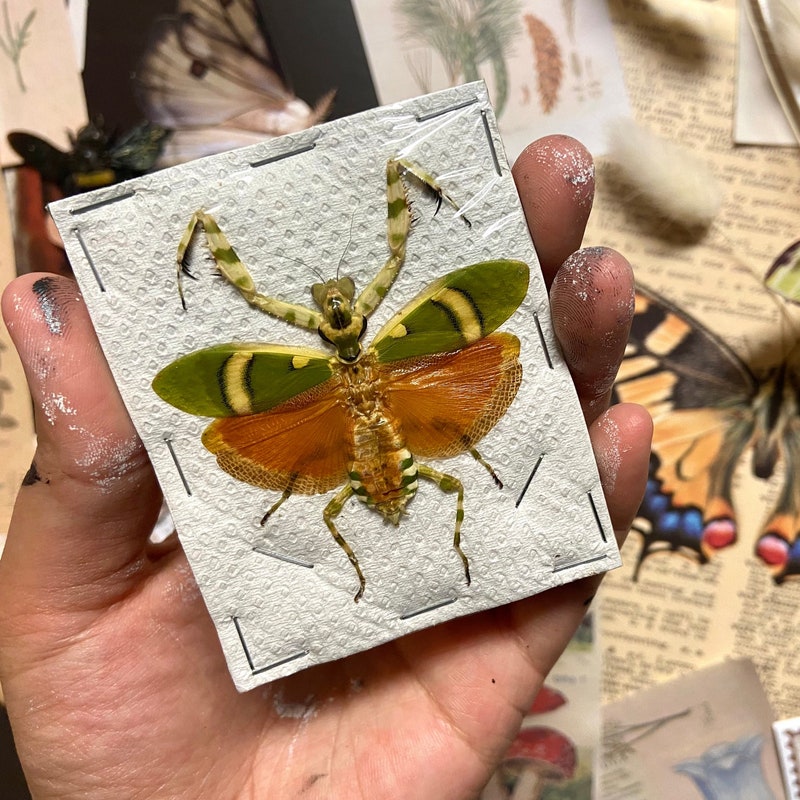 Bug Taxadermy Mantis - Etsy