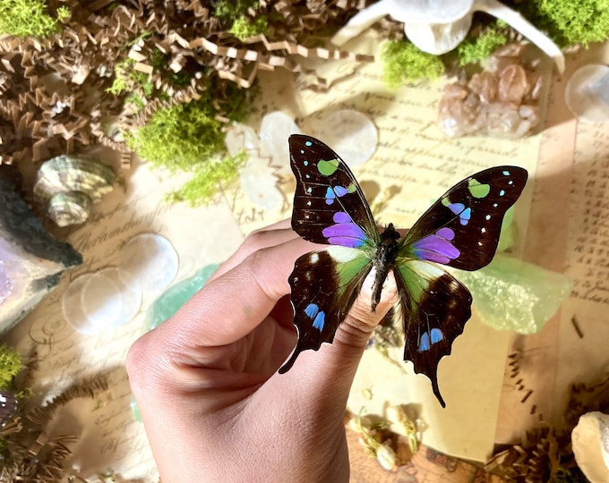 The Purple Spotted Swallowtail Butterfly - Graphium Weiskei - Dry ...