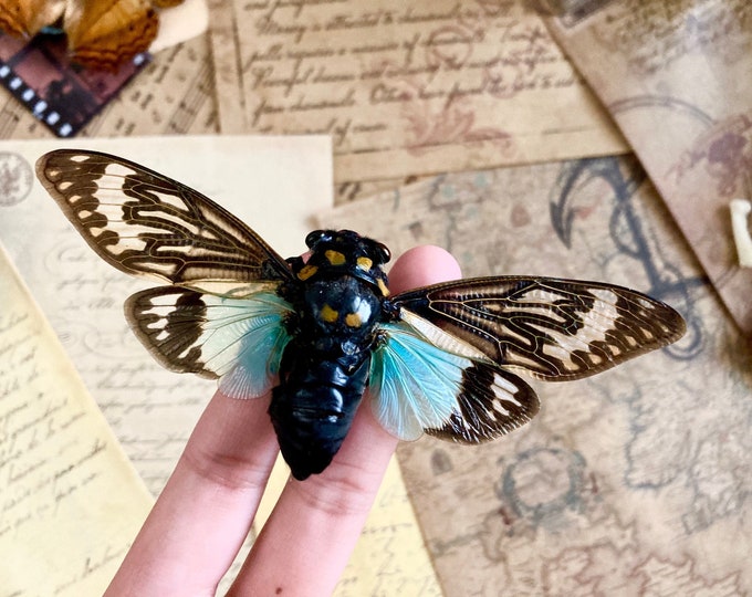 Tosena Splendida Spread, Blue Cicada , Real Cicada, Entomology, Real ...