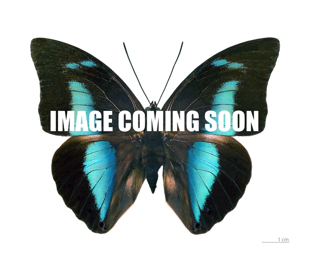 Real Prepona Amphimachus Butterfly, Spread for Your Project or ...