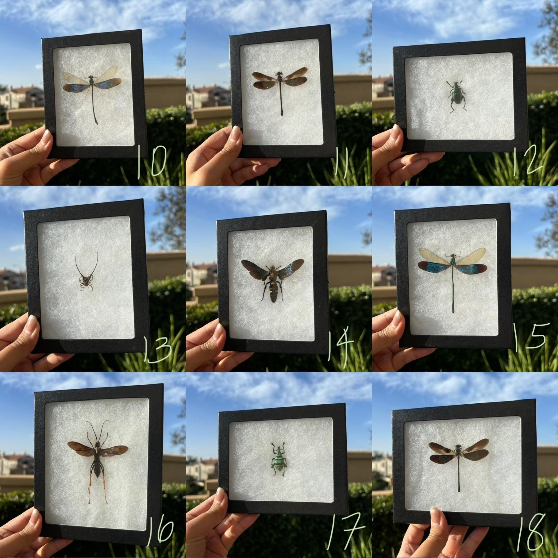 Riker Frame Insect Specimens, Entomology, Insect Decor, Insecr Frame ...