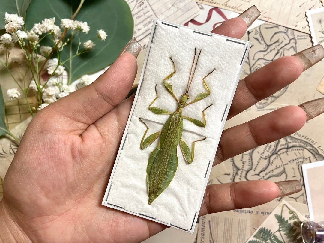 Bramble Leaf Insect, Phyllium Tobeloense Bhaskarai (M), Real Walking ...
