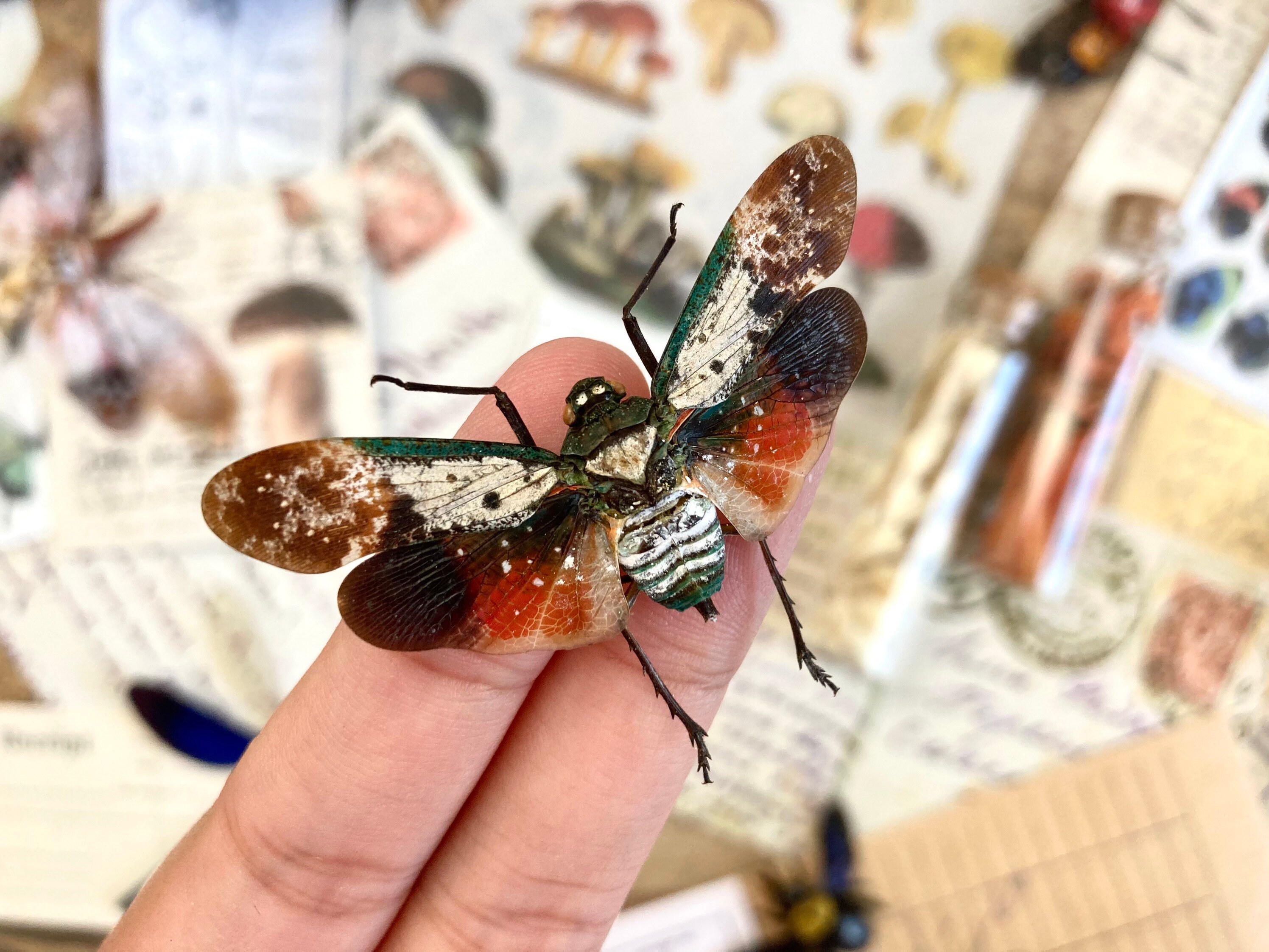 Penthicodes Farinosa Borneo spread Lanternfly Spread | Etsy