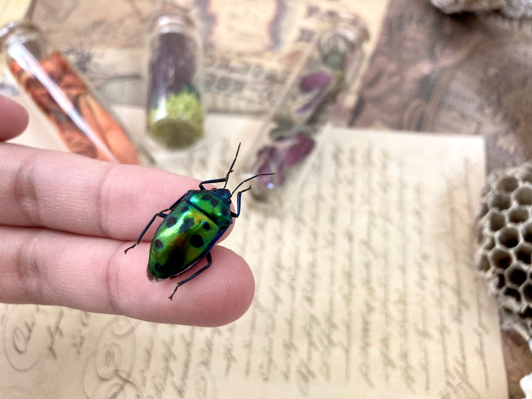 Jewel Bug, Calliphara Nobilis, Arthropoda, Entomology, Insects, Real ...