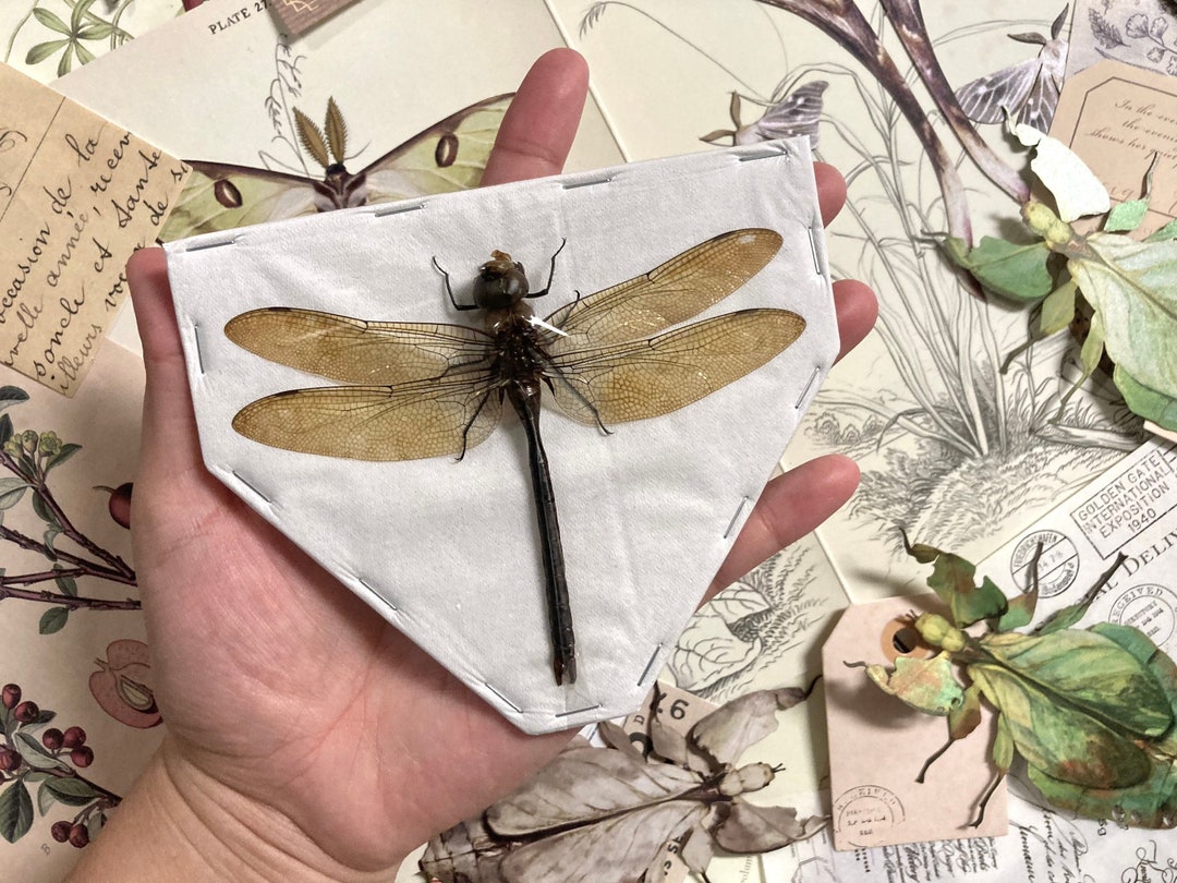 Giant Green Emperor Dragonfly, Anax Gibbosulus, Real Damselfly, Giant ...