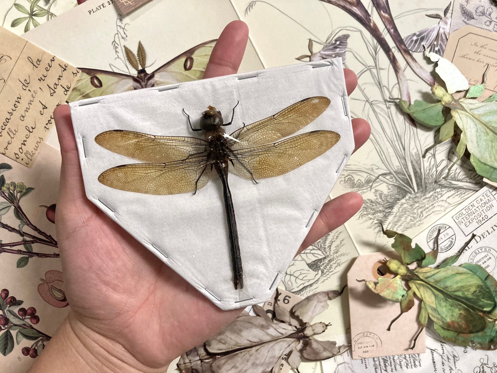 Giant Green Emperor Dragonfly, Anax Gibbosulus, Real Damselfly, Giant ...