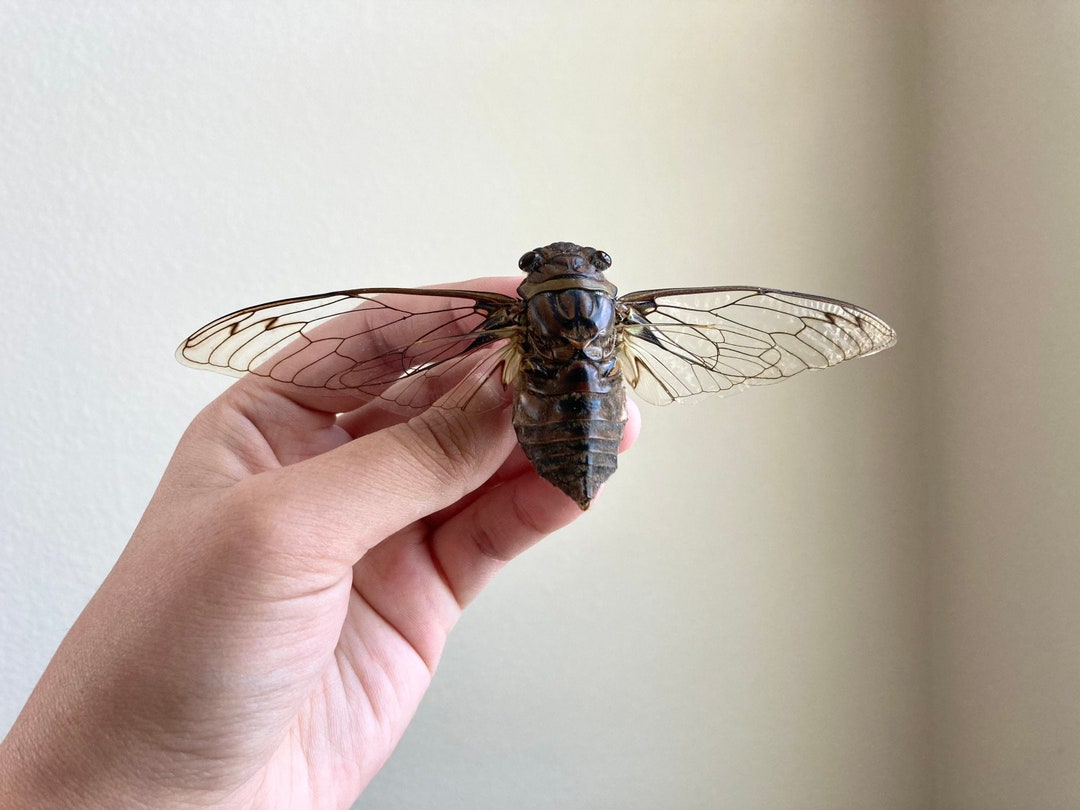 Pack of 10 Quesada Gigas, Clearwing Unmounted Cicada Peru, Real Cicada ...