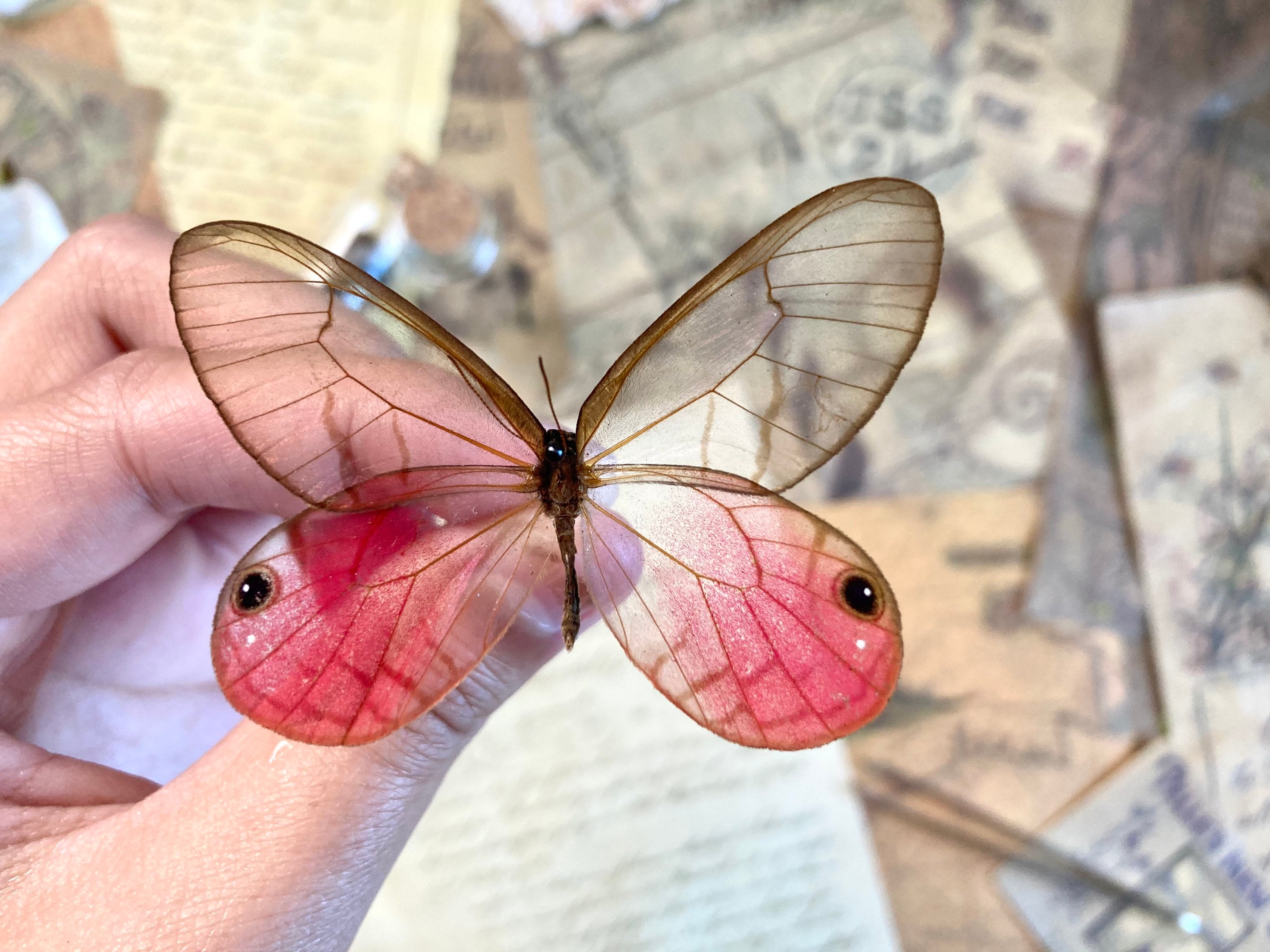 Pink Glasswing Butterfly Cithaerias Aurorina Wings Closed or | Etsy