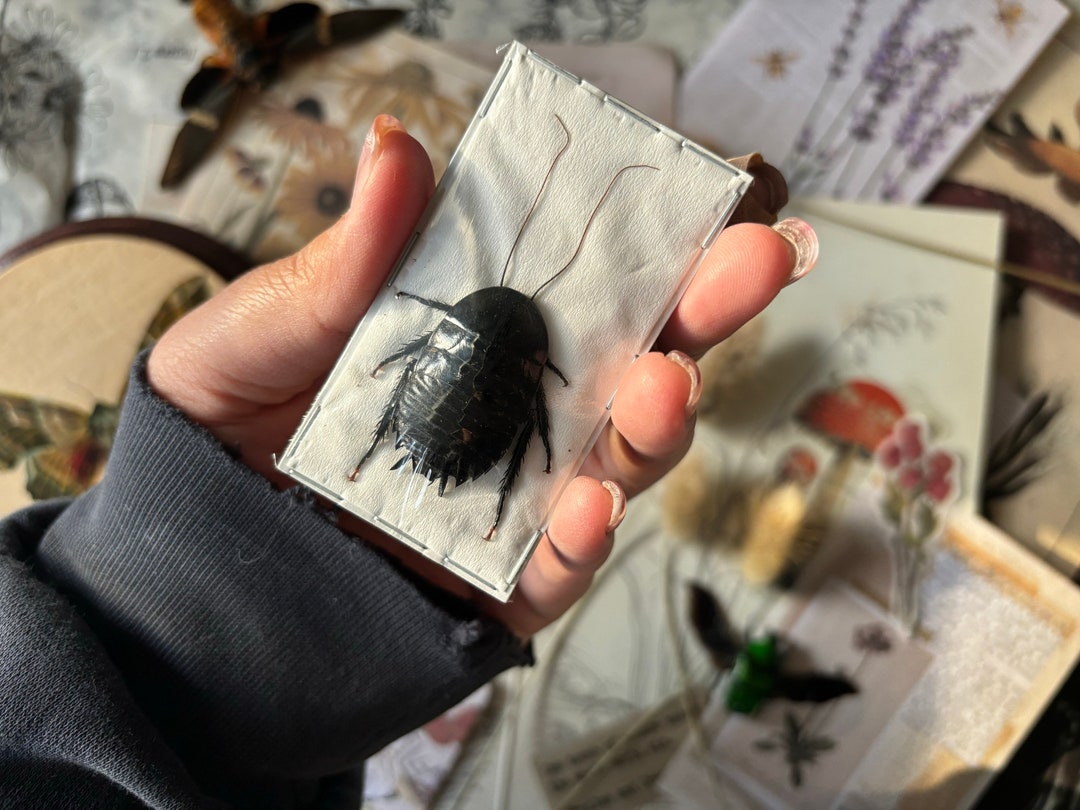 Black Cockroache Blattodea Sp 02, Insect Taxidermy, Entomology, Science ...
