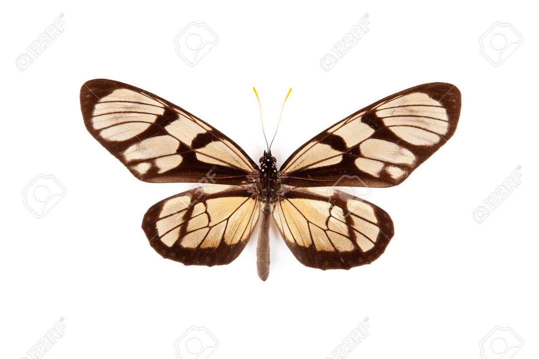 Clearwing Mimic Queen Butterfly, Ituna Lamirus, Insect Artwork ...