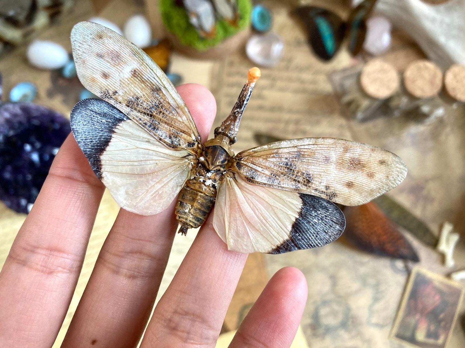 Pyrops Astarte white Unmounted Real Lanternfly - Etsy