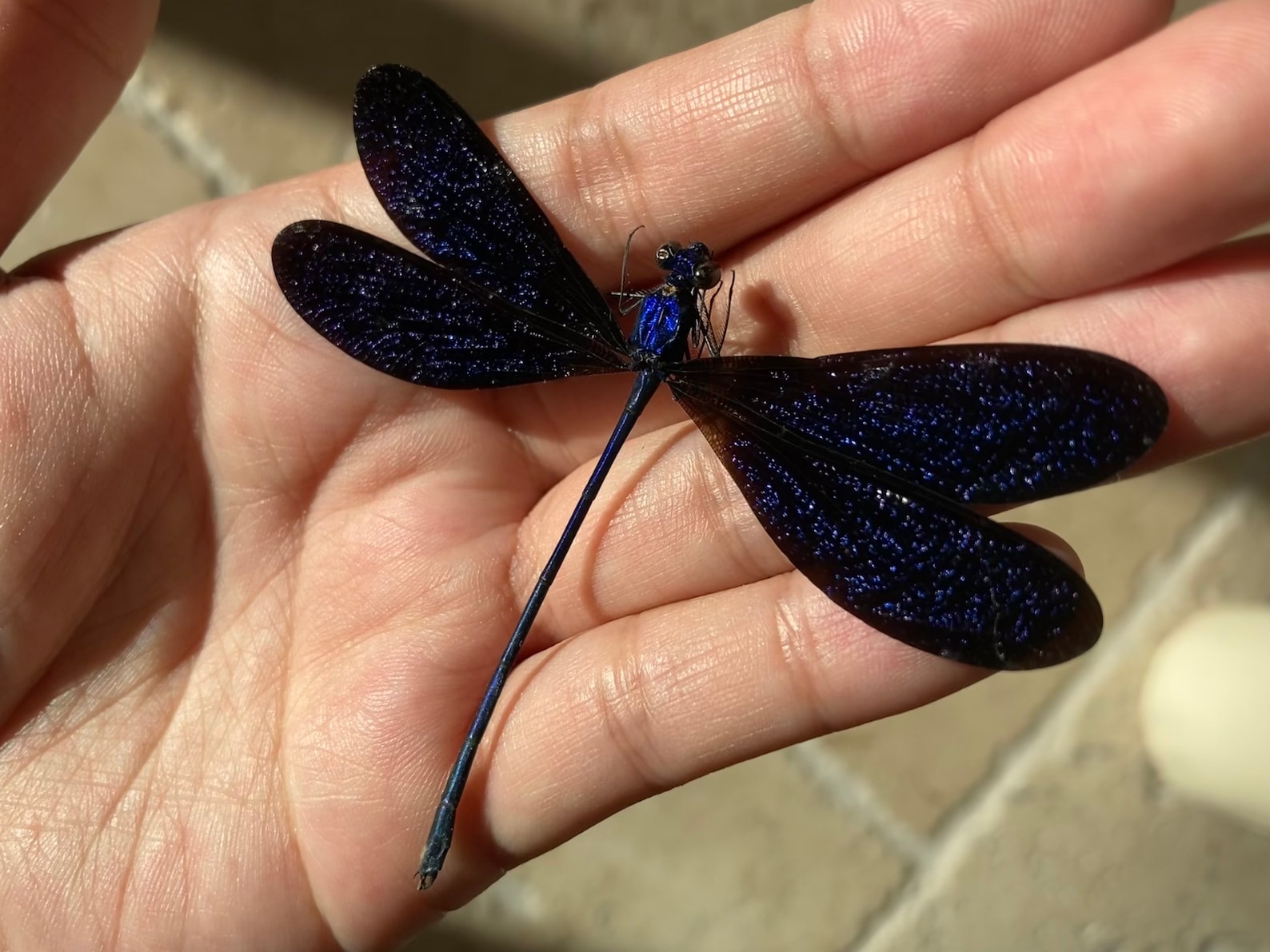 Vestalis Luctuosa Violet Glittering Damselfly Real Dragonfly - Etsy