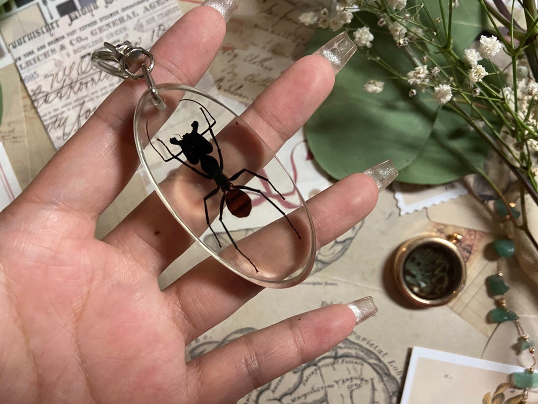 Giant Bullet Ant Keychain, Camponotus Gigas, Real Insect Keychain ...