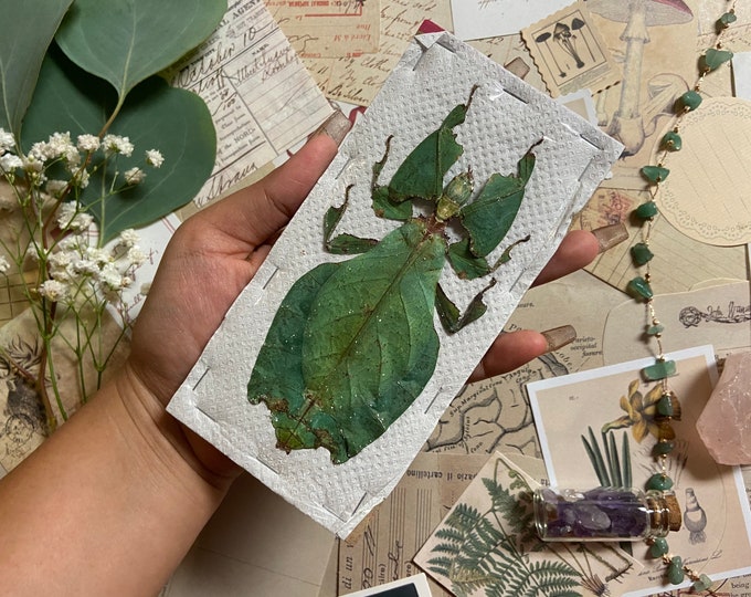 LARGEST of the World Phyllium Giganteum, Real GIANT Leaf Insect ...