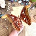 Attacus Atlas Moth Papered Specimen MALE and FEMALE Spcimens, Real ...